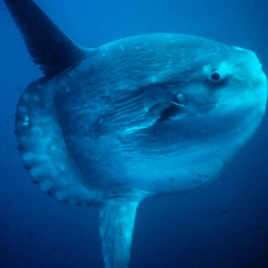 Most Bizarre fish on the sea mola mola sunfish can give 300 million ...