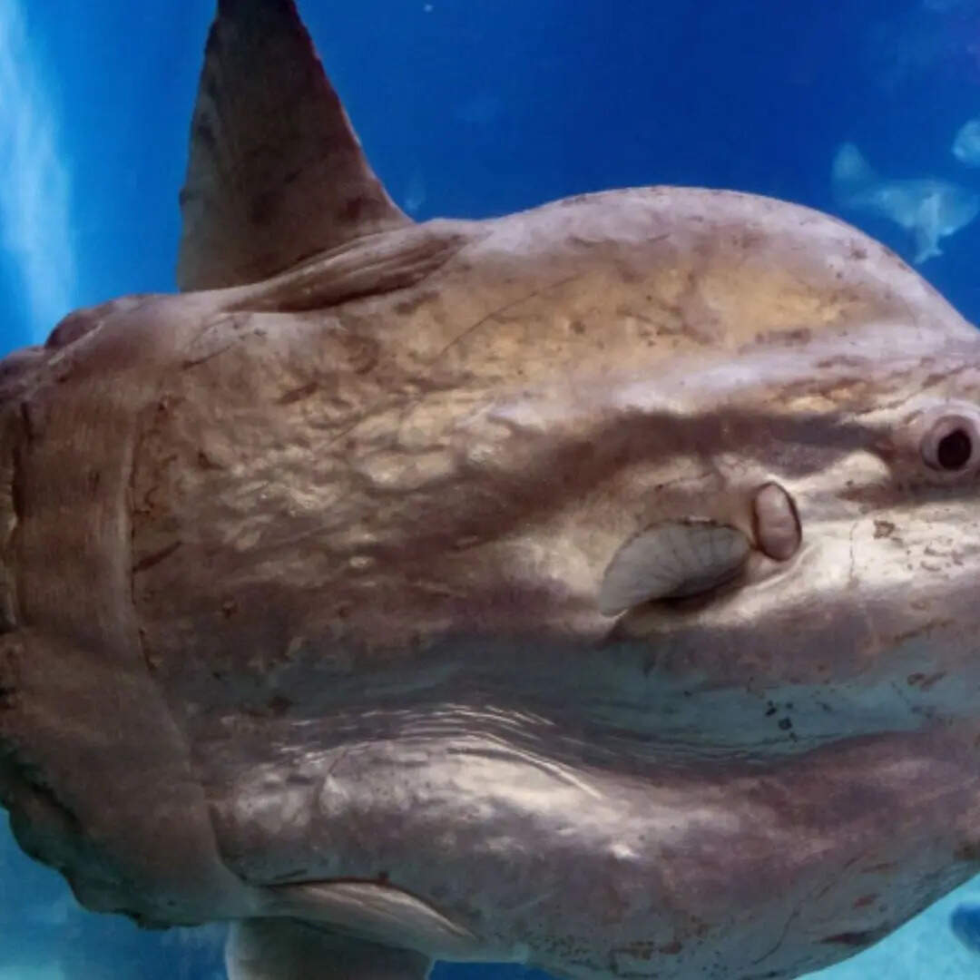 Most Bizarre fish on the sea mola mola sunfish can give 300 million ...