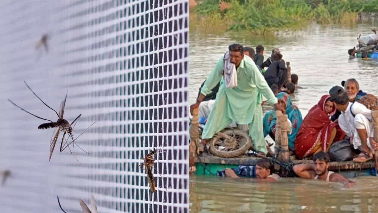 Pakistan battling floods now troubled by mosquitoes will buy mosquito ...