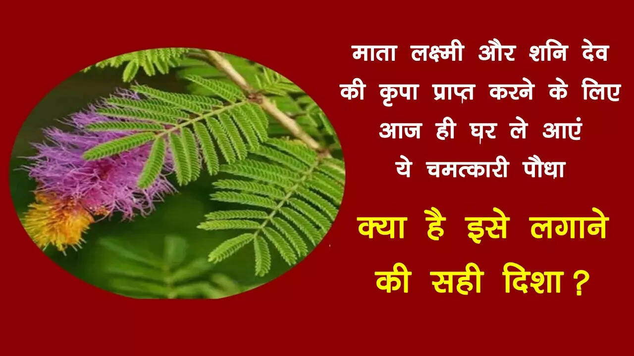Shami Plant Vastu Shastra Tips: Shani Favorite Plant Attracts Money ...