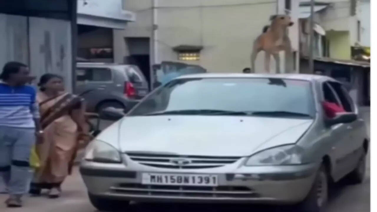 Dog Ka Video: कुत्ते का नवाबी अंदाज देख खुली रह गई लोगों की आंखें ...