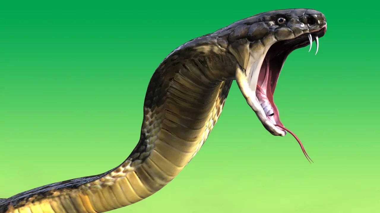 Snake in Air India Express plane cargo hold after landing at Dubai ...