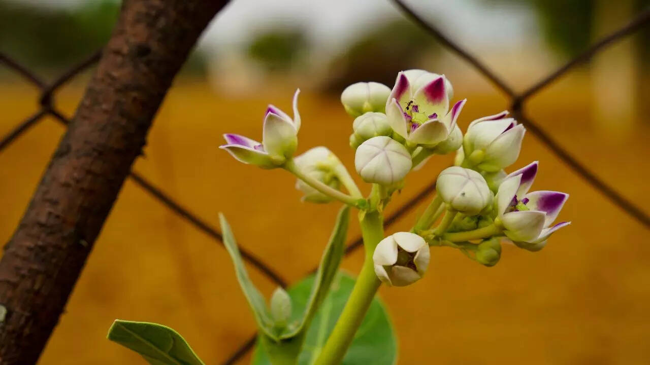 ganapati resides in the root of white madar plant benefits are ...