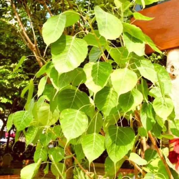 Pipal Ke Pedh Ke Upay For Money Gain In Hindi - इस विधि से करें पीपल के ...