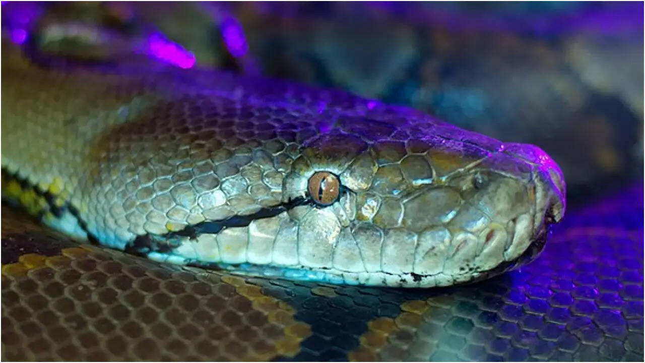 47 Pythons and 2 Lizards found in passenger's bag at Trichy Airport- 47 ...