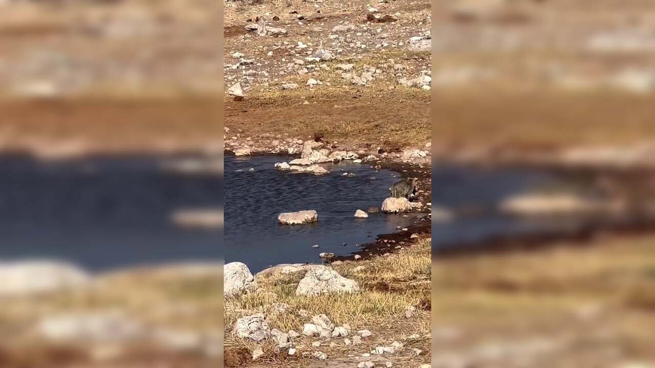 Viral Video African Wild Cat attack on quails viral video must watch ...