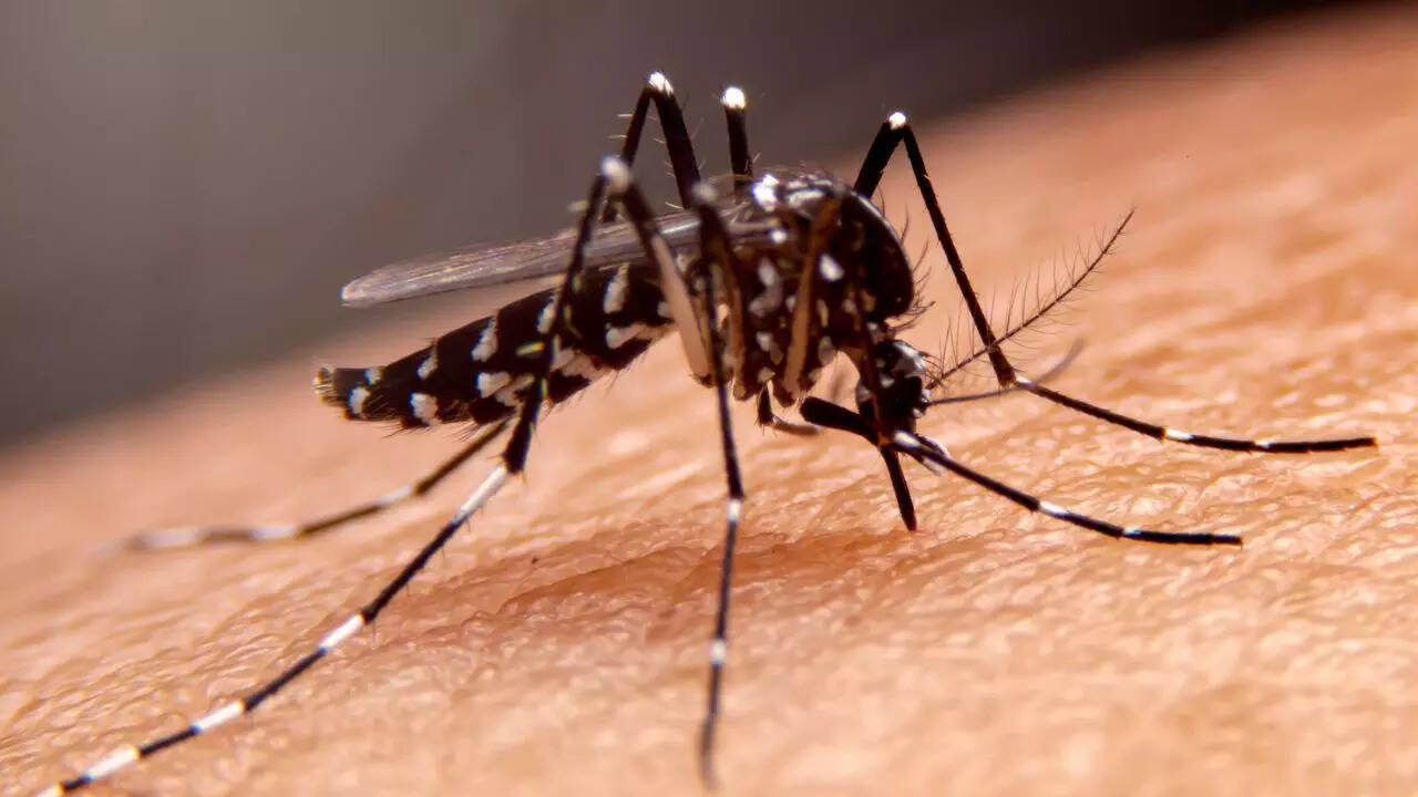 Dengue Virus becomes more Dangerous in High Temperature-Dengue Virus ...