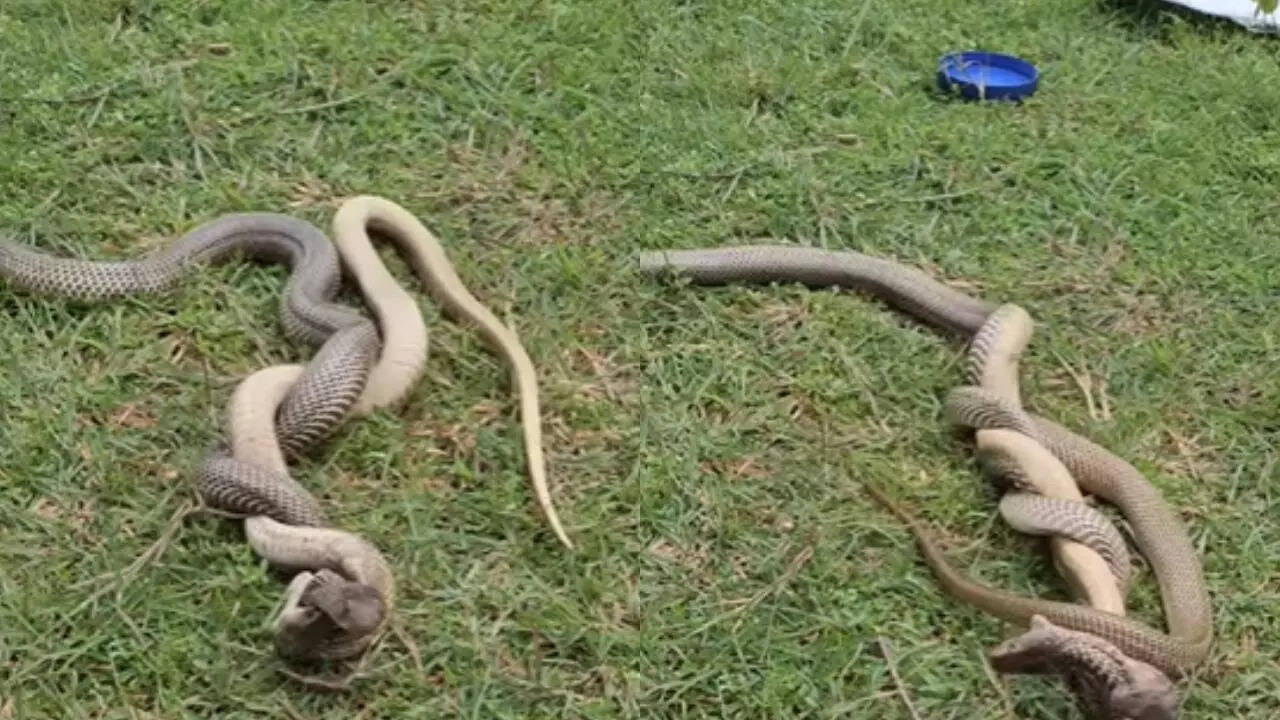 Snake Romance: खुले मैदान में दो सांपों के बीच अनोखा रोमांस, ऐसा नजारा ...
