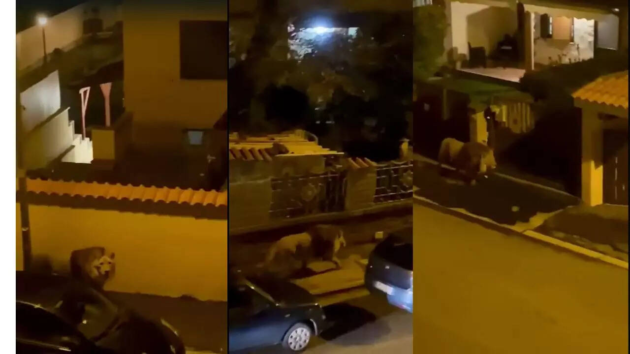 Lion escaped from circus, is roaming in the residential area near Rome ...