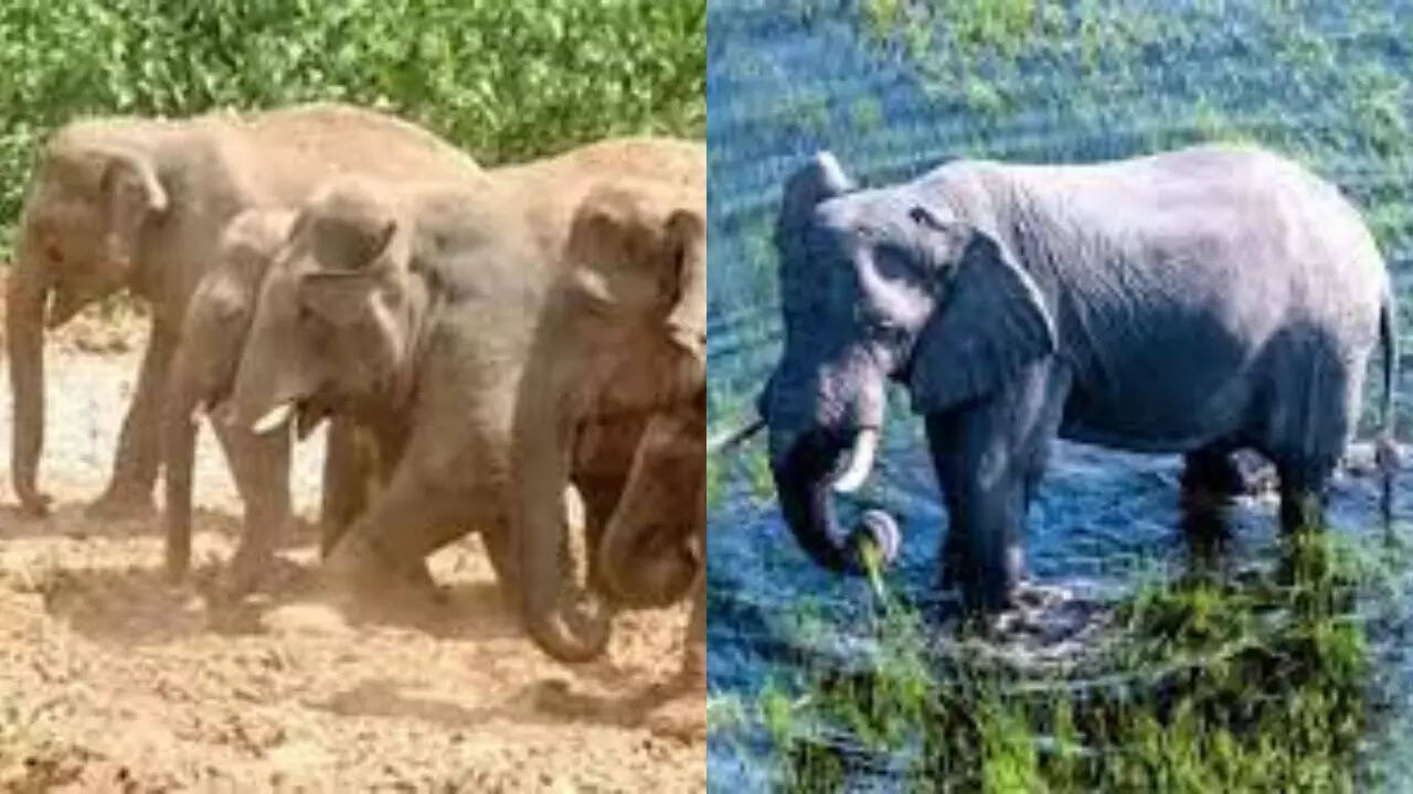 Elephant terror in Sundergarh Elephants roaming intoxicated in the city ...