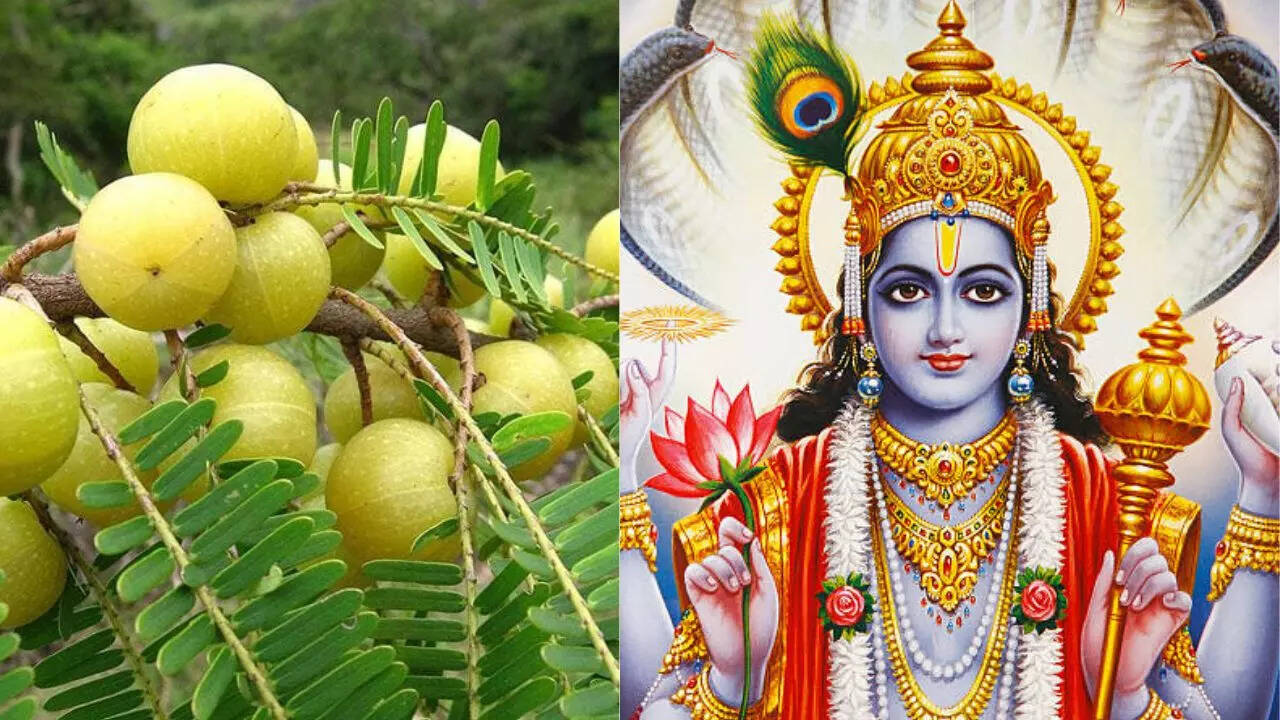 Akshay Navami Upay: Why is Amla consumed on Akshay Navami, know what ...