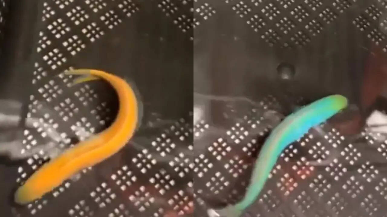 fish change colors multiple times watch this viral video | Times Now ...