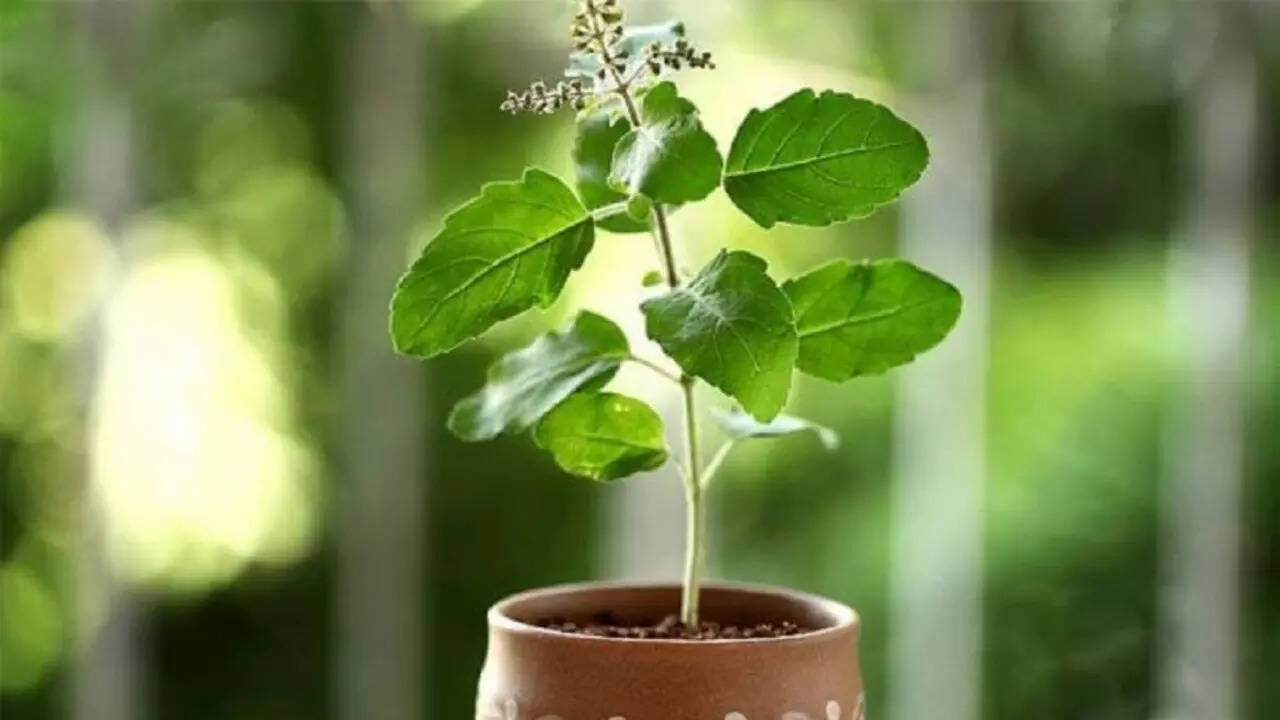 how to grow tulsi plant at home tulsi plant care tips in hindi - How to ...