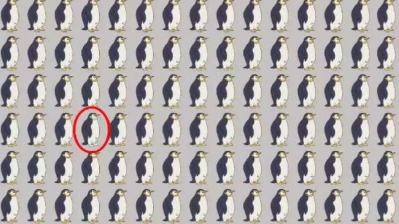 eye test find odd penguin in this optical illusion pictures | Times Now ...