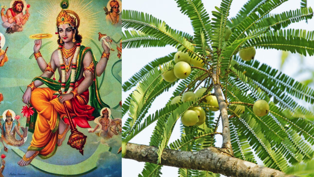 Amalaki Ekadashi 2024 Significance And Mahatva In Hindi: Why We ...