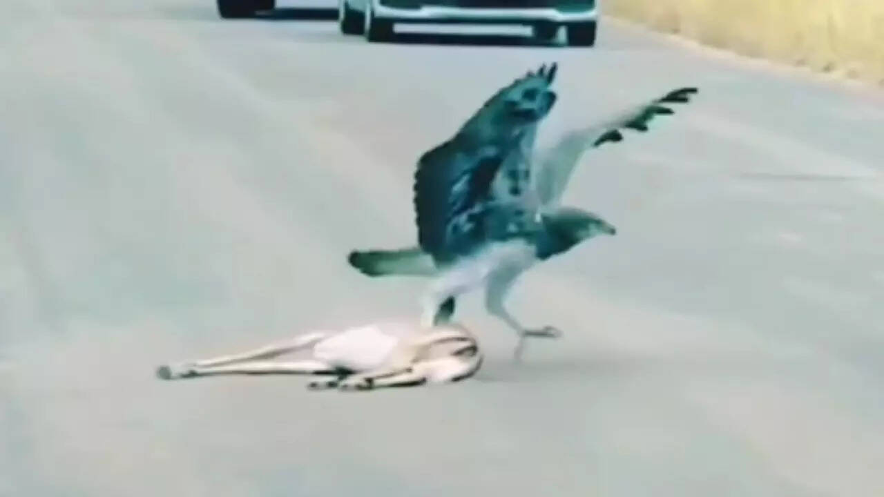 viral video today dangerous hawk hunted deer | Times Now Navbharat