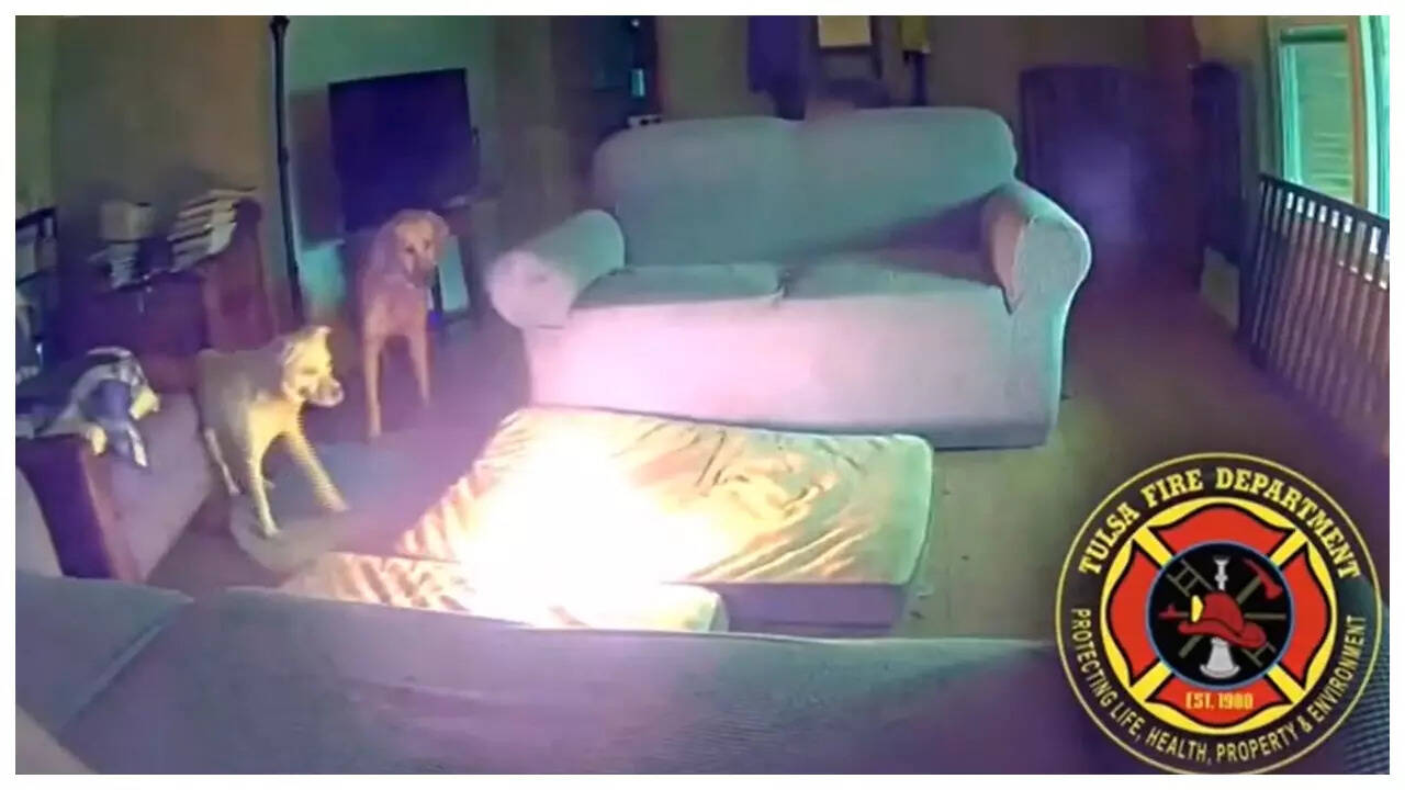 Pet dog chewing lithium ion battery, Pet dog chewing phone battry phone ...