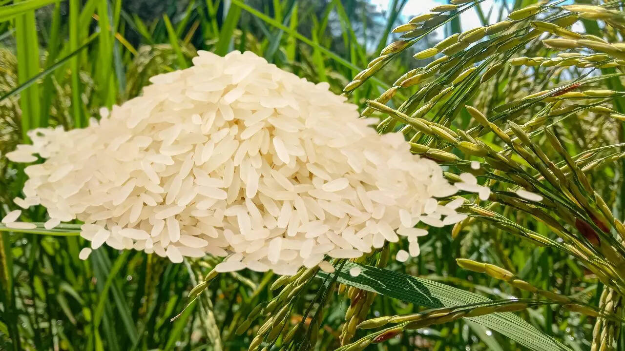 Kharif Rice Procurement Target: सरकार ने 5 प्रतिशत बढ़ाया खरीफ चावल ...