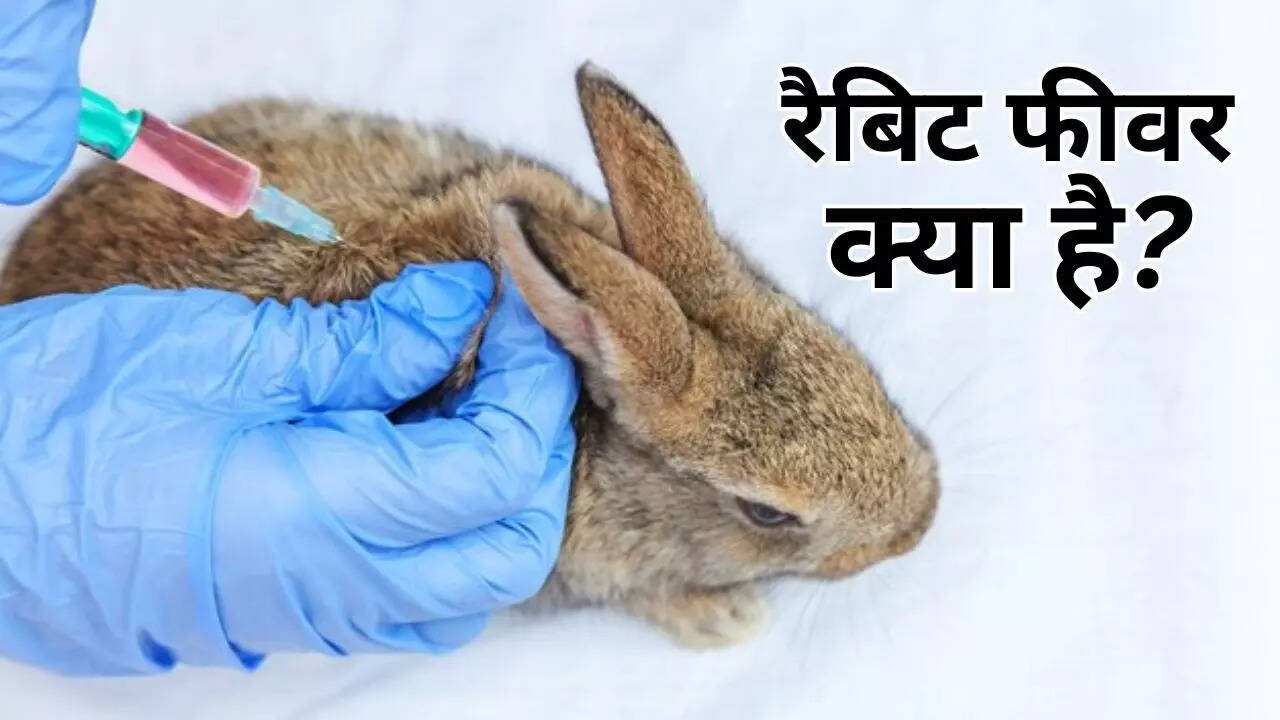 What Is Rabbit Fever In Hindi (रैबिट फीवर क्या है?): Rabbit Fever ...