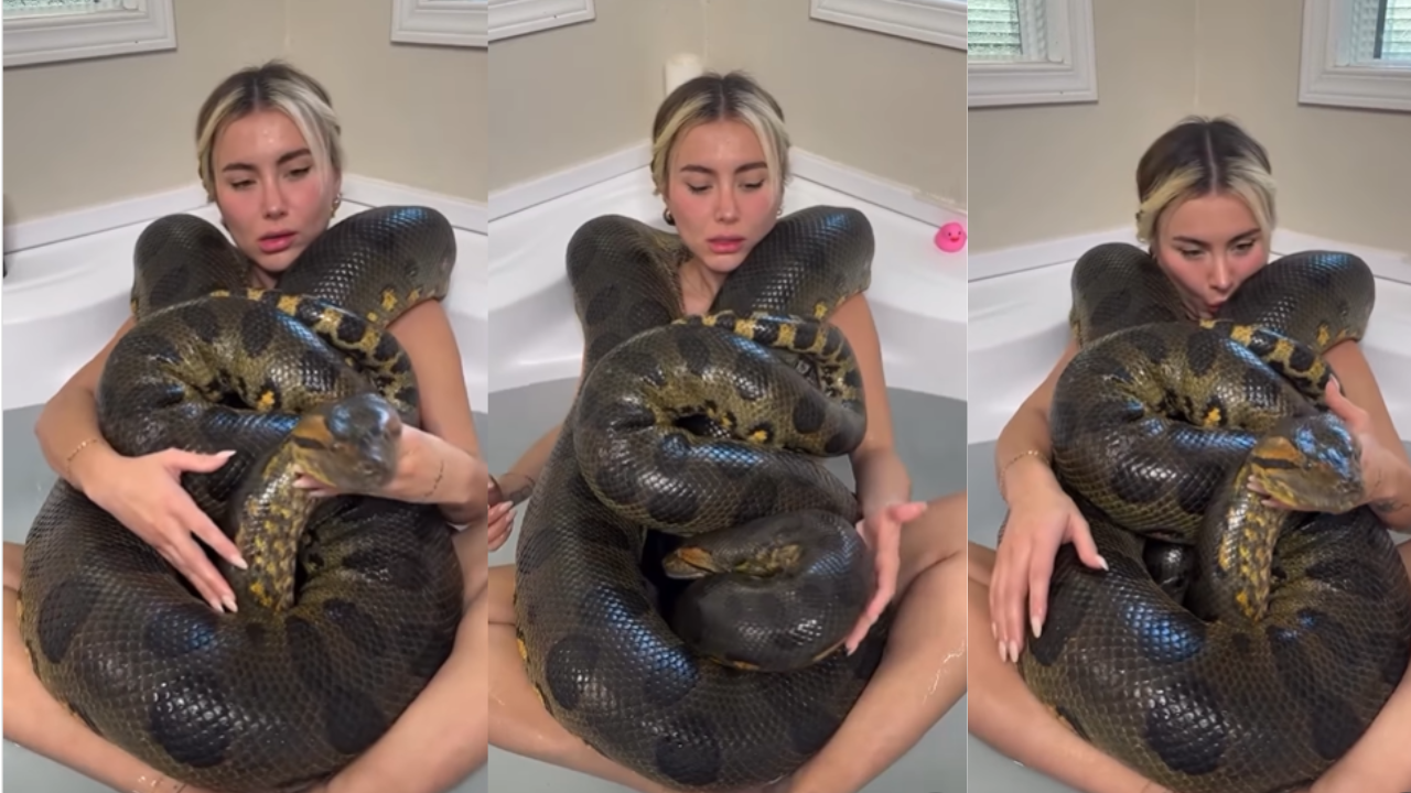 Ajgar Ka Video: अजगर के साथ बाथटब में नहा रही थी महिला, नजारा देखकर रोम ...