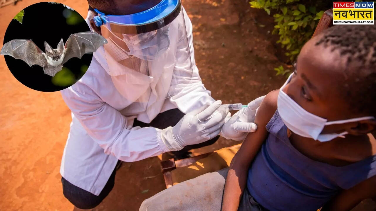 Congo Bat Virus Attack News In Hindi: जानिए क्या हैं चमगादड़ से फैली ...