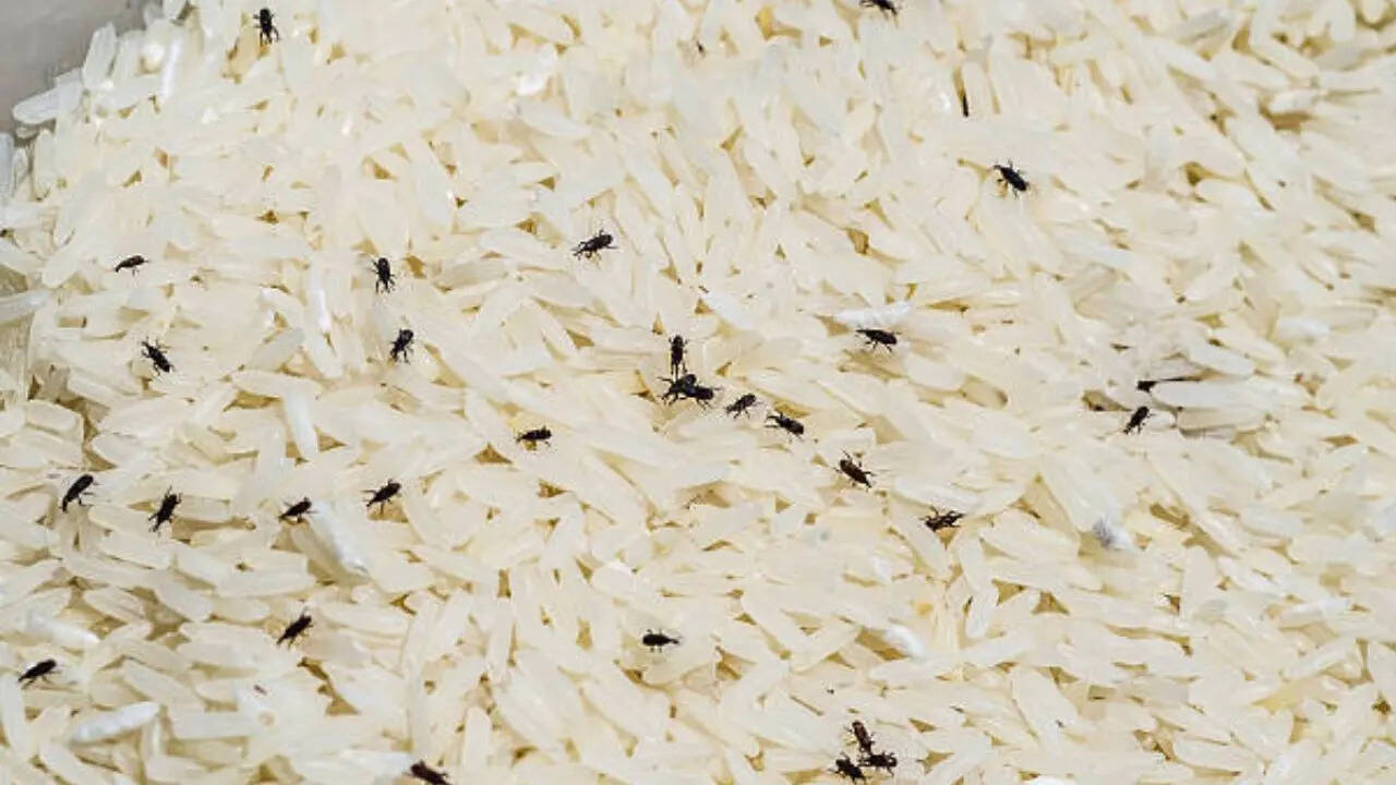 बरसात में चावल में लग गए हैं कीड़े, तो अपनाएं ये घरेलू नुस्खे, सालों तक ...