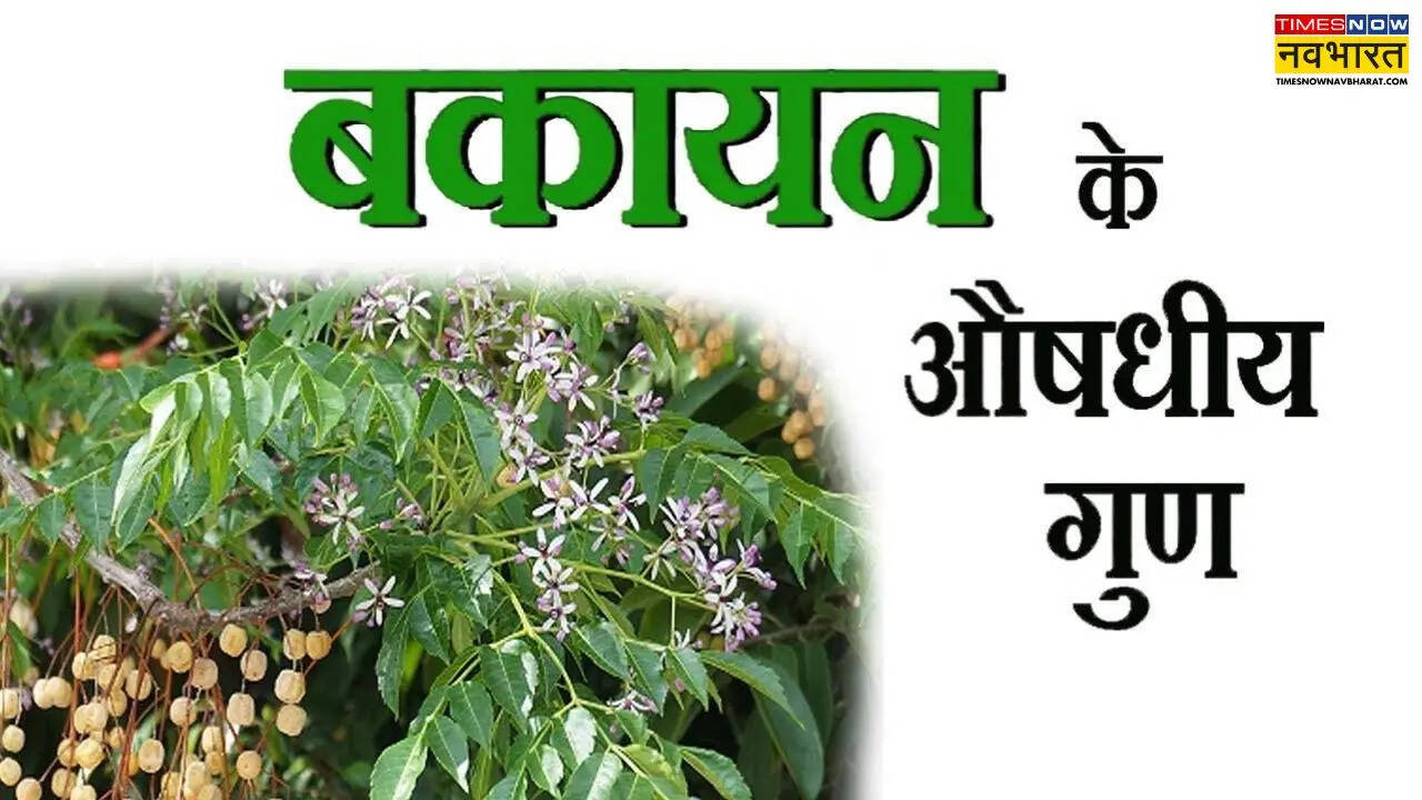 Health Benefits of Bakayana, Mahanimb for Piles, Bawasir Home remedy ...