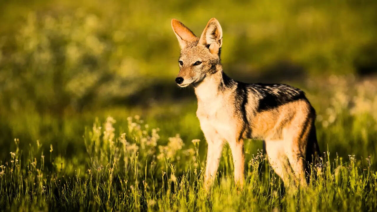 Jackal Attack Sparks Panic in Jogaeal Village of Sonbhadra-सोनभद्र में ...