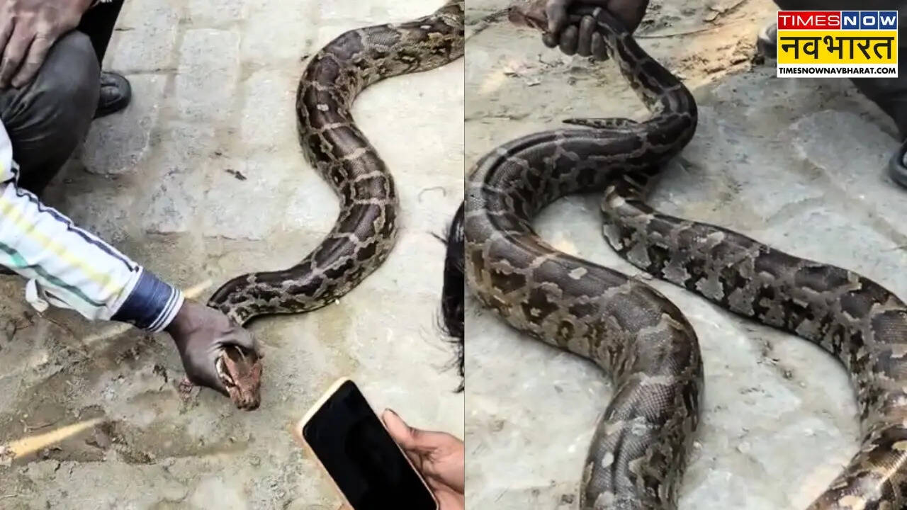 Giant 8-Foot Python Sparks Panic Among Children in Unnao Stadium-बाप रे बाप! स्टेडियम में दिखा 8 ...