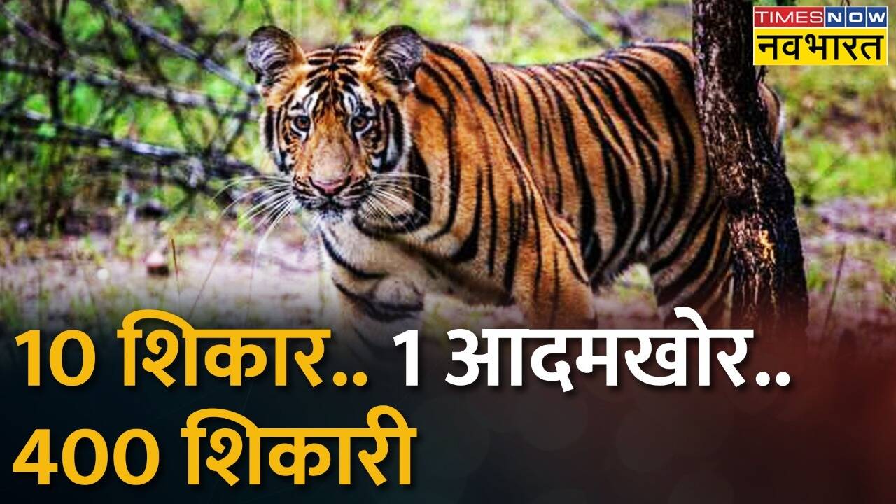 Operation Bagh: गन्ने के खेत में पुलिस ने Tiger को घेरा, अबतक 10 लोगों ...