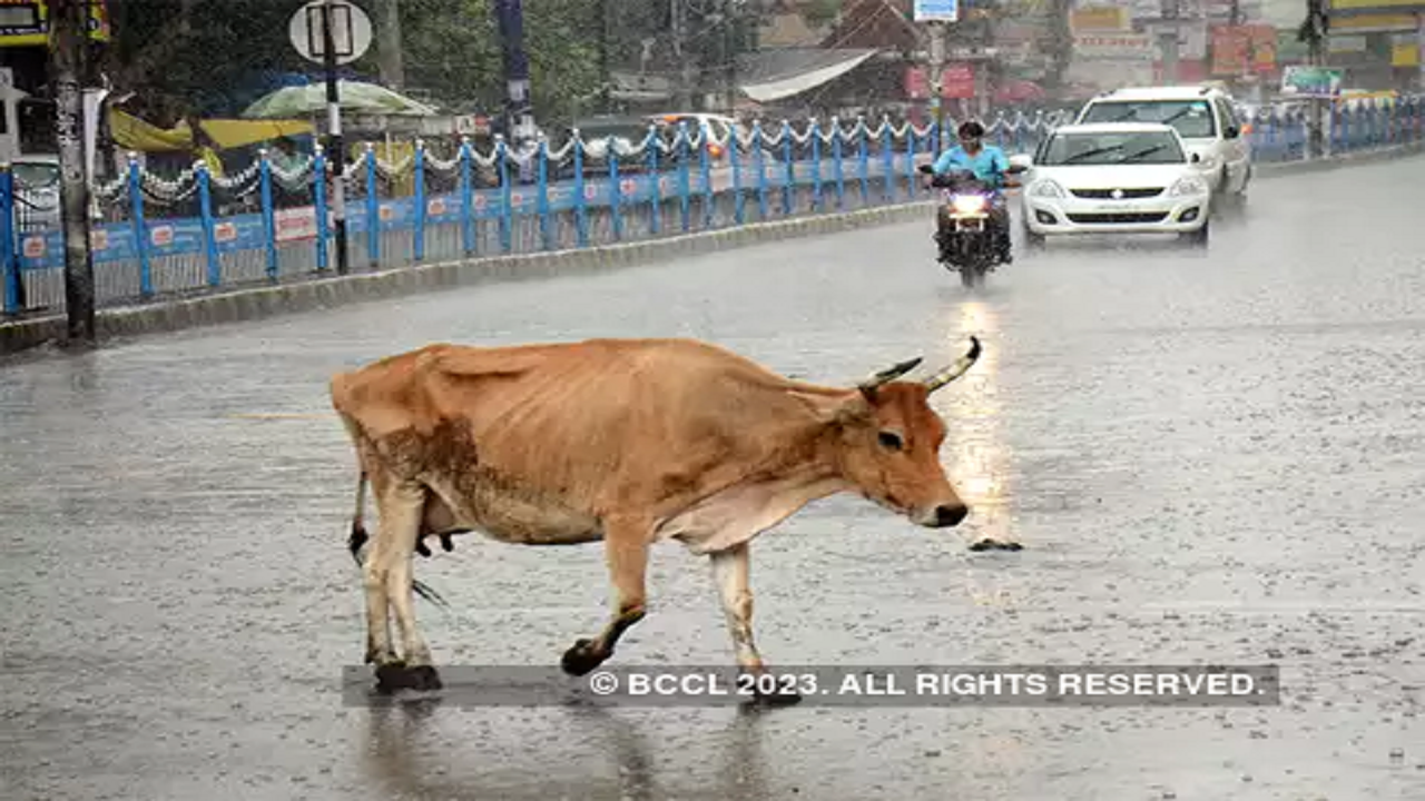 Gujarat Court says The day when no drop of blood of cow drops on earth ...