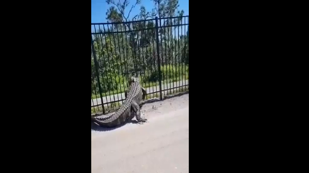 Shocking video of alligator bending a fence in florida goes viral on ...
