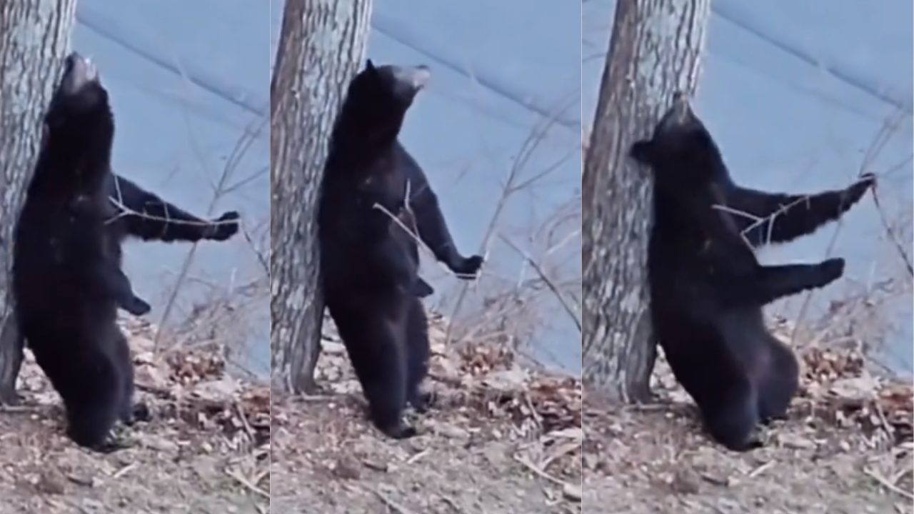 Dancing Bear: डांस करते हुए भालू का वीडियो वायरल, देख आप भी झूम उठेंगे ...