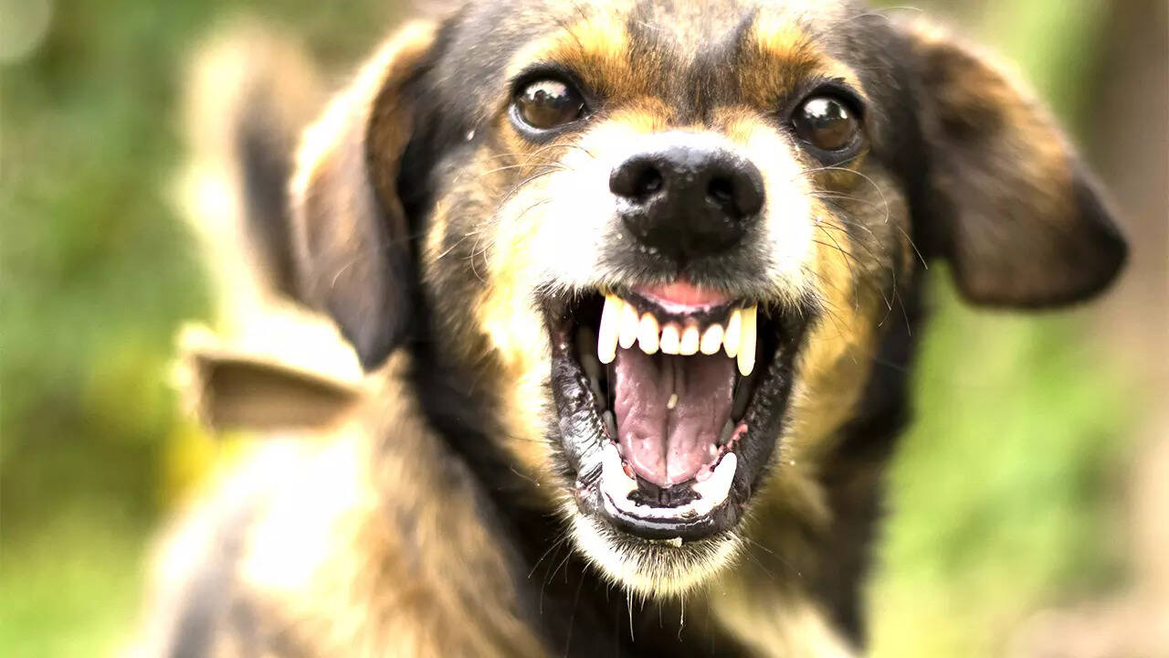 Noida Dog policy will be amended action will be taken against the dog ...