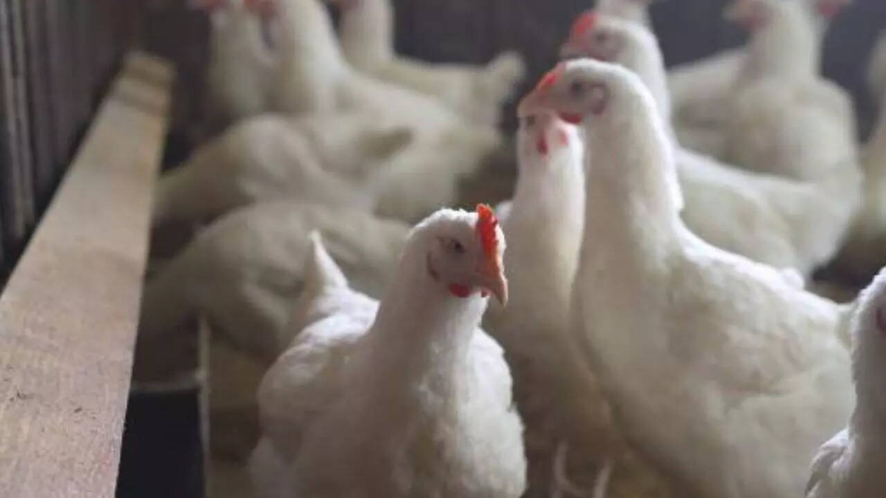 Bird Flu Virus: New mutation in Bird Flu Virus shows potential for Humans outbreak-Bird Flu ...